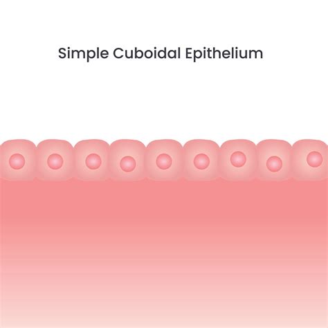 Simple Cuboidal Epithelium Science Vector Background Vector Art At Vecteezy