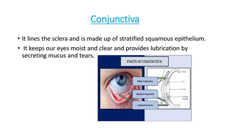 Ocular Anatomy Ppt
