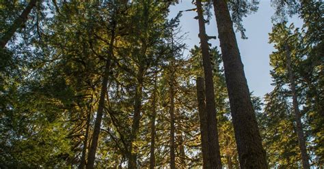 Common Types Of Evergreen Trees In The Uk