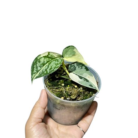 Scindapsus Mayari Me Greenery Export