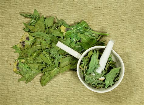 Henbane Hyoscyamus Niger Benefits Uses Safety Herbal Reality