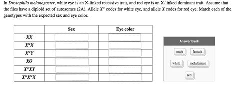 Solved In Drosophila Melanogaster White Eye Is An X Linked Recessive