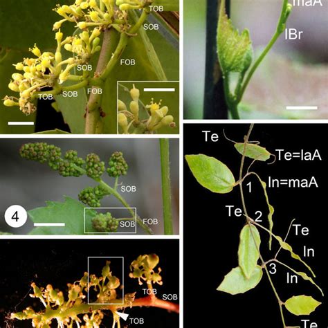 Main Modes Of Branching In Plants A Monopodial Branching In Which