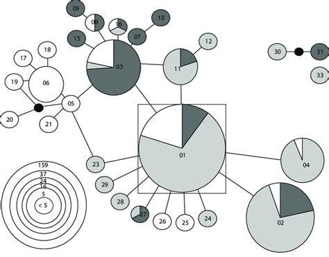 Mitochondrial Sequence Network And Haplotype Frequencies For Three