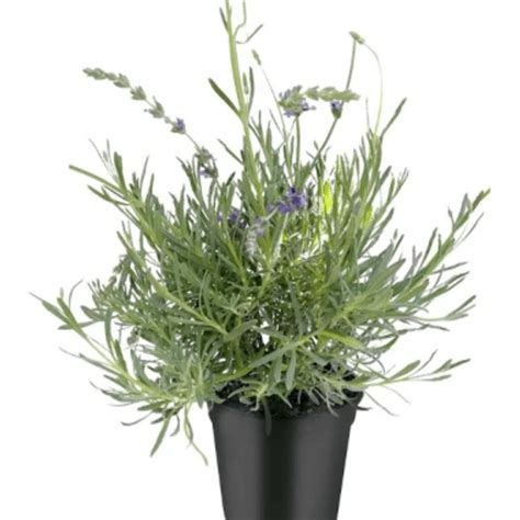 Michells Colour Perennials Assorted Agrimark Michells Colour Perennials Assorted Agrimark