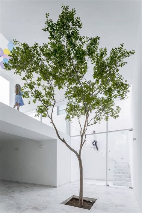 Arbol De Arrayan En Mexico