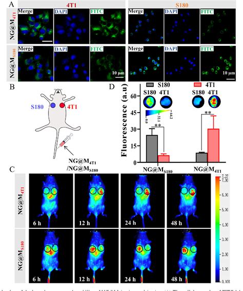 Figure 2 From Enhancing Cancer Chemo Immunotherapy By Biomimetic