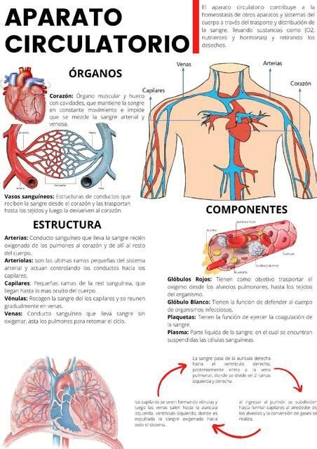 Sistema Circulatorio Eleazar Udocz