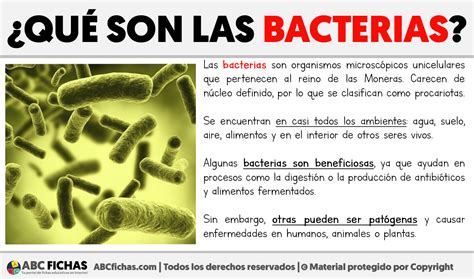 Qué Son Las Bacterias Definición De Bacteria