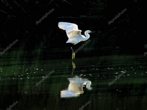 Garza Aviar Aves Flora Y Fauna 2022