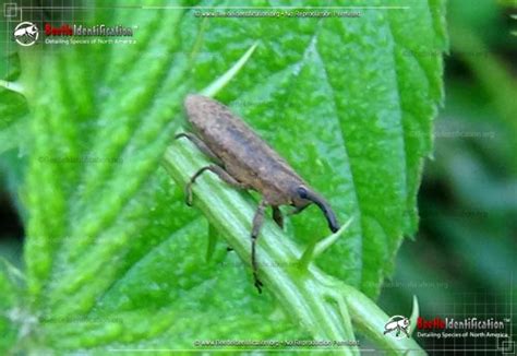 Ragweed Weevil