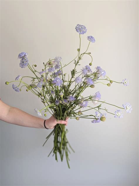 Pin By Nej Uy On Gardening In 2025 Spring Flowers Wedding Flowers