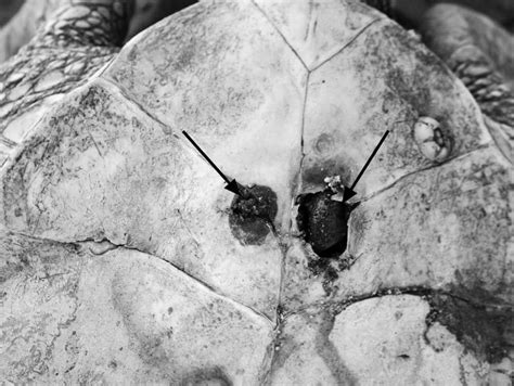 Plastron Of An Emaciated Green Turtle Showing Bilateral Coracoid Download Scientific Diagram