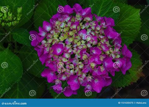 Violet And Yellow Hydrangea Close Up Stock Image Image Of Design