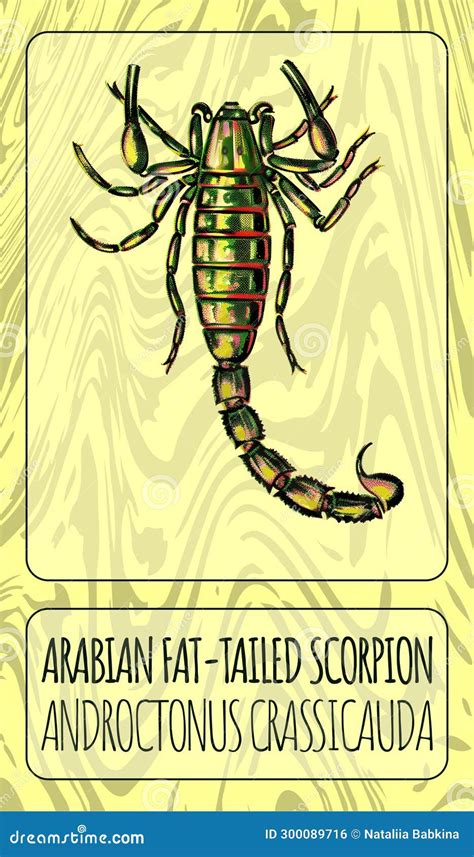 Color Illustration Of Arabian Fat Tailed Scorpion Or In Latin Androctonus Crassicauda