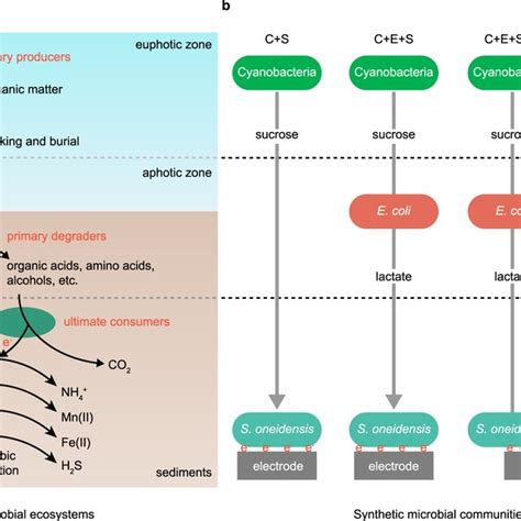 The Structure Comparison Of The Marine Microbial Ecosystems And The