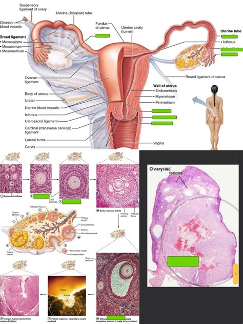 Reproductive System 8 Diagram Quizlet