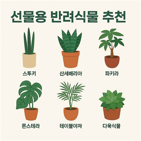 선물용 반려식물 추천 인테리어를 더하는 식물 Best 6