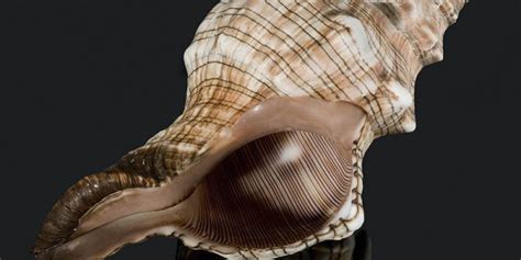 使用 Python 创建你自己的 Shell(下) Linuxstory 使用 Python 创建你自己的 Shell(下) Linuxstory