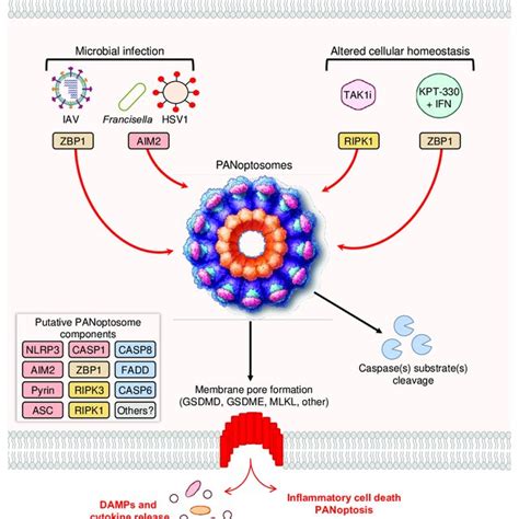 Panoptosis And Panoptosome Formation Upon Exposure To Cellular