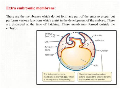 Extra Embryonic Membrane In Chick Types Developments Functions