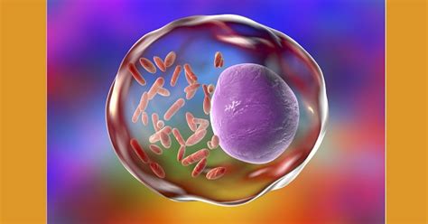 Conoce La Rickettsiosis Una Enfermedad Bacteriana Poco Conocida En