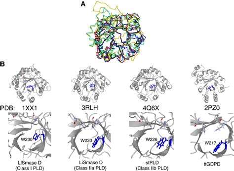 Crystal Structural Models Of Smase Ds Pld And Gdpd With Highly