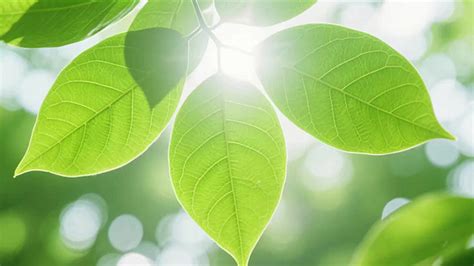 电炉视频素材图片 电炉视频素材 电炉视频素材模板图片下载 千库网