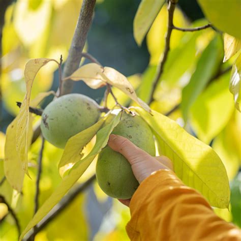 North American Fruit Trees Pawpaws Fruit Of The Elusive Native Plant