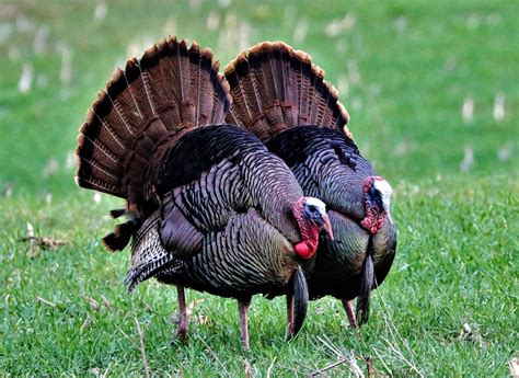 Turkey Tom59 Galleries Digital Photography Review Digital