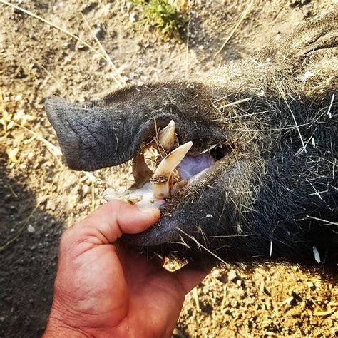 Cali Boar — Outrider