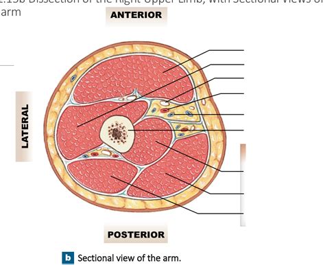 Lec Arm X Section Diagram Quizlet