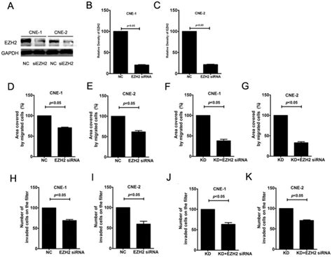 AC The SiRNA Knockdown Efficiency Was Evaluated By Testing The