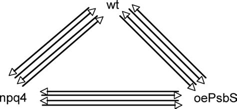 Microarray Experimental Design Hybridizations Performed With Samples Download Scientific