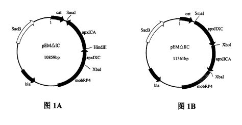 Bacterin For Pleuropneumonia Actinobacillus Serotype 1 Double Gene Deletion Mutant Without