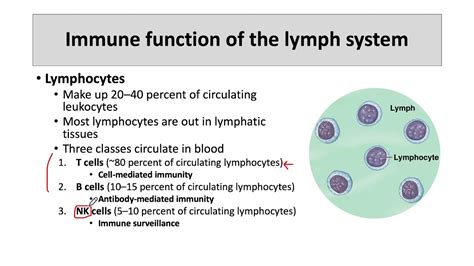 Lymphocytes Youtube