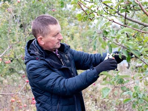 Premium Photo A Gardener In An Autumn Garden Cuts Tree Branches With