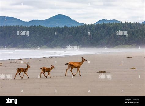 Columbian Blacktail Deer Odocoileus Hemionus Columbianus Doe With