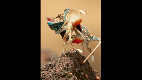 Two Lizard Fight Xxx Mobile Porno Videos And Movies Iporntvnet