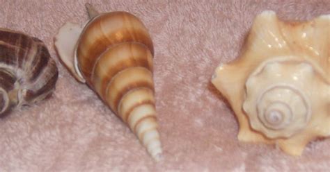 Shiela Branson FIBONACCI USEFUL IN SO MANY WAYS