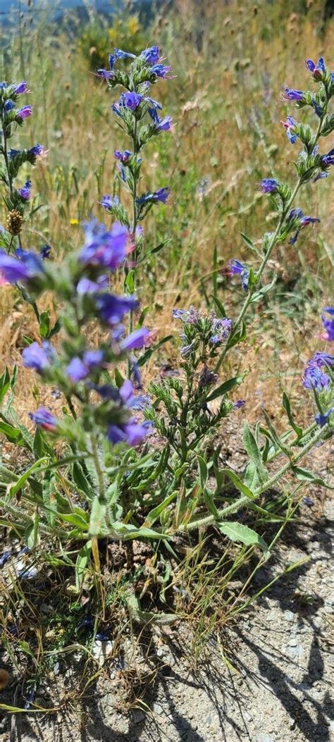 Observation Echium Vulgare L Jean Paul Barbero May 28 2022 Weeds