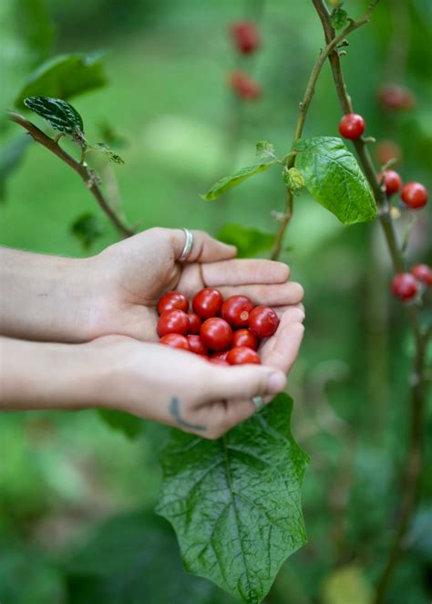 Baquicha Plants For Sale Sow Exotic