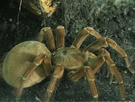 Goliath Birdeater Female What Is The Worlds Biggest Spider Ever