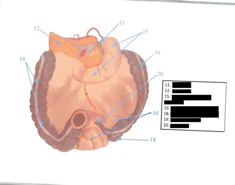 Bio 201 Lab Torso Part 3 Diagram Quizlet