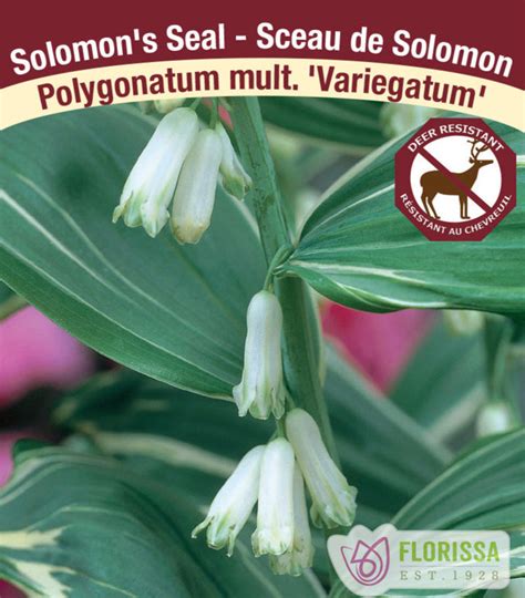 Polygonatum Multiflorum Variegatum 1 Pack Wildwood Outdoor Living