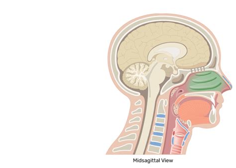 Turbinate Bones Nasal Conchae Anatomy And Diagram Getbodysmart