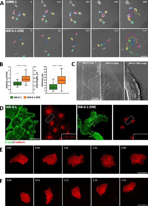 Figure 1 From Actin Cytoskeleton Remodeling Accompanied By Redistribution Of Adhesion Proteins