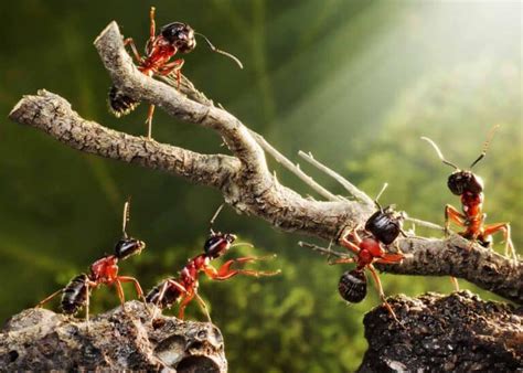 Do Flying Ants Bite 6 Things To Know The Buginator
