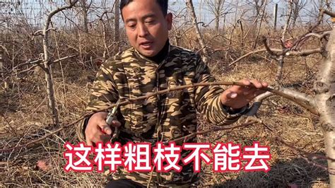 桃子哥教你如何正确修剪桃树 Youtube