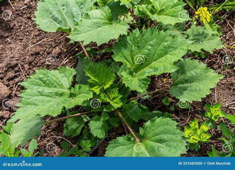 Heracleum Cow Parsnip Parsnip Green Large Leaves Of A Fast Growing